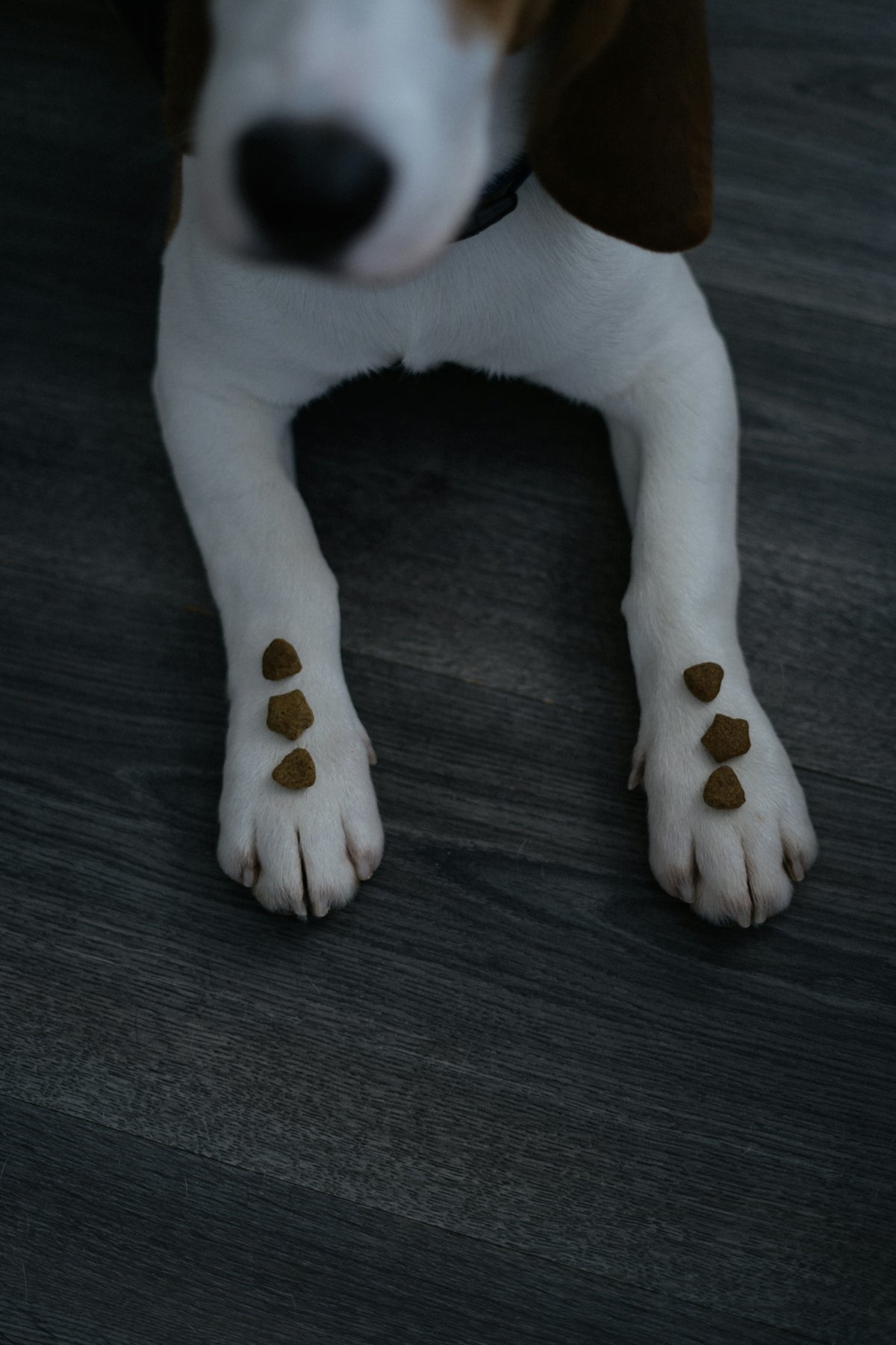 Top 10 Best Dog Toe Nail Clippers Every Pet Owner Should Consider