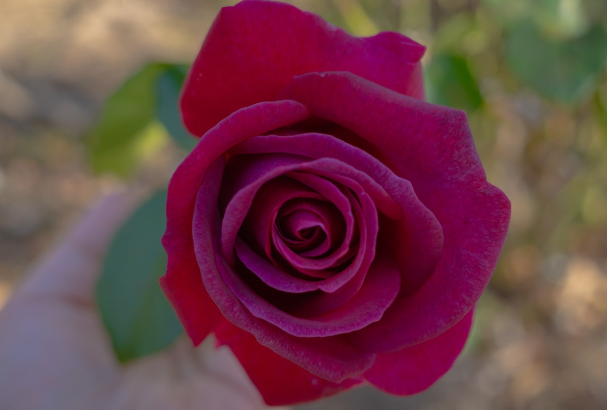 How to Create a Stunning Desert Rose Color Palette for Your Home Decor