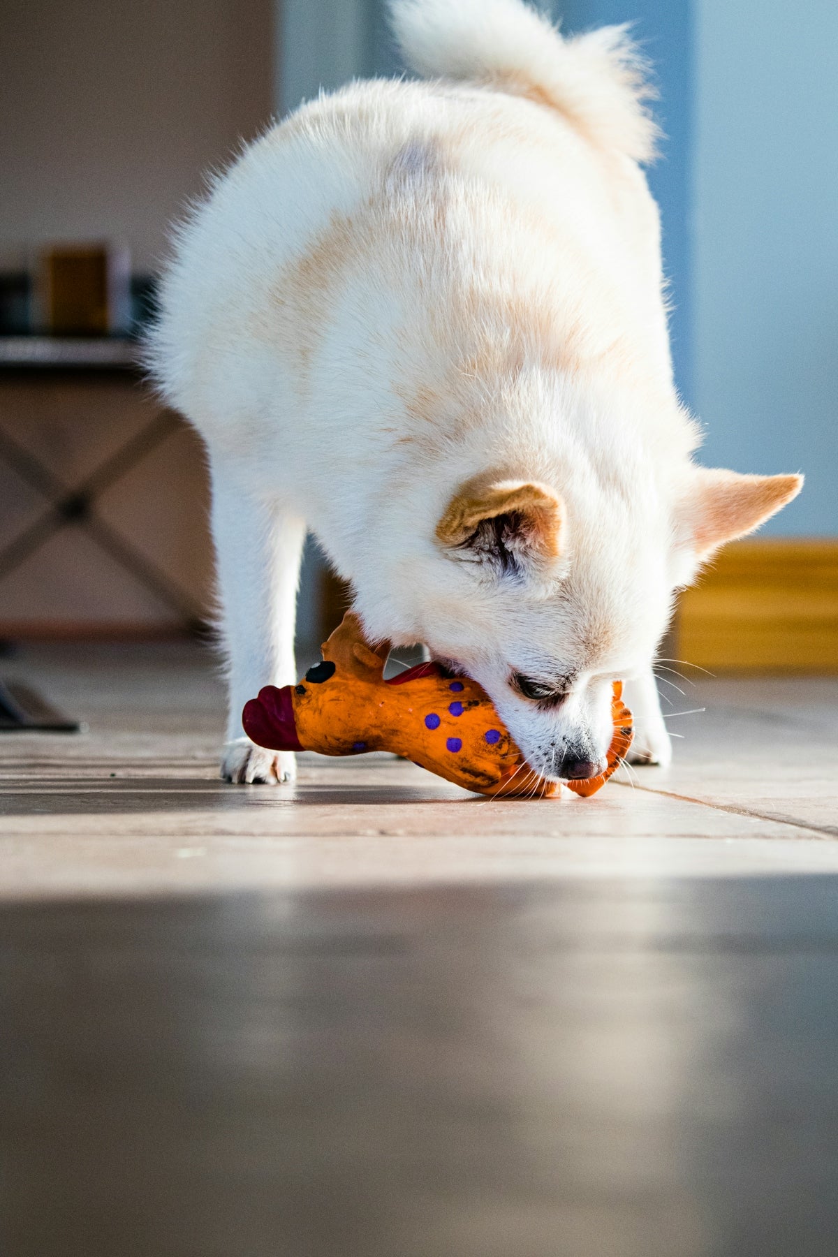 Why the Pet Plush Chew Carrot Toy is Essential for Your Pet's Dental Health